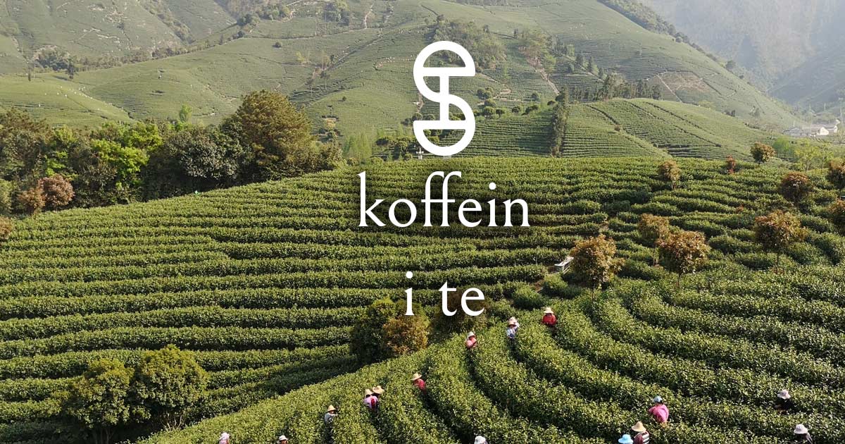 Koffein i te